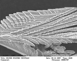 Silver sulfide crystals | Electron Microscopy Core | NDSU