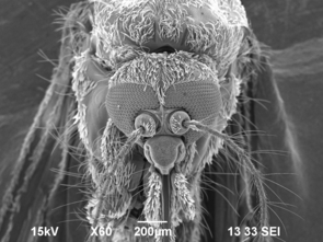 Mosquito | Electron Microscopy Core | NDSU