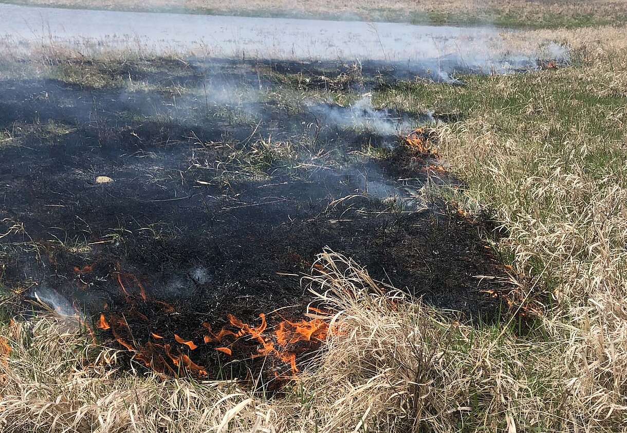 Patch Burn Grazing Shows Benefits | Vice President for Agricultural ...
