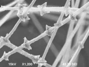 Feathers | Electron Microscopy Core | NDSU