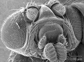 Fruit fly | Electron Microscopy Core | NDSU