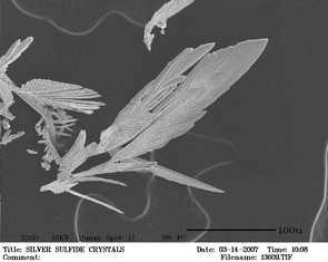 Silver sulfide crystals | Electron Microscopy Core | NDSU