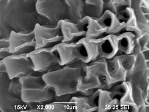 Fruit fly | Electron Microscopy Core | NDSU
