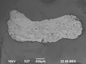 Teeth | Electron Microscopy Core | NDSU