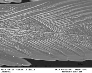 Silver sulfide crystals | Electron Microscopy Core | NDSU