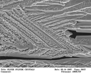 Silver sulfide crystals | Electron Microscopy Core | NDSU