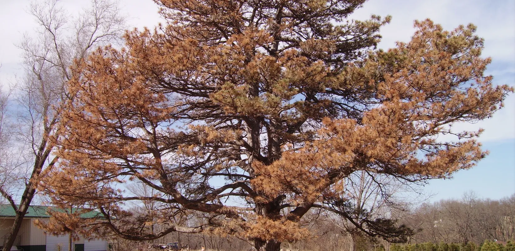 Pinewood Nematode & Pine Wilt