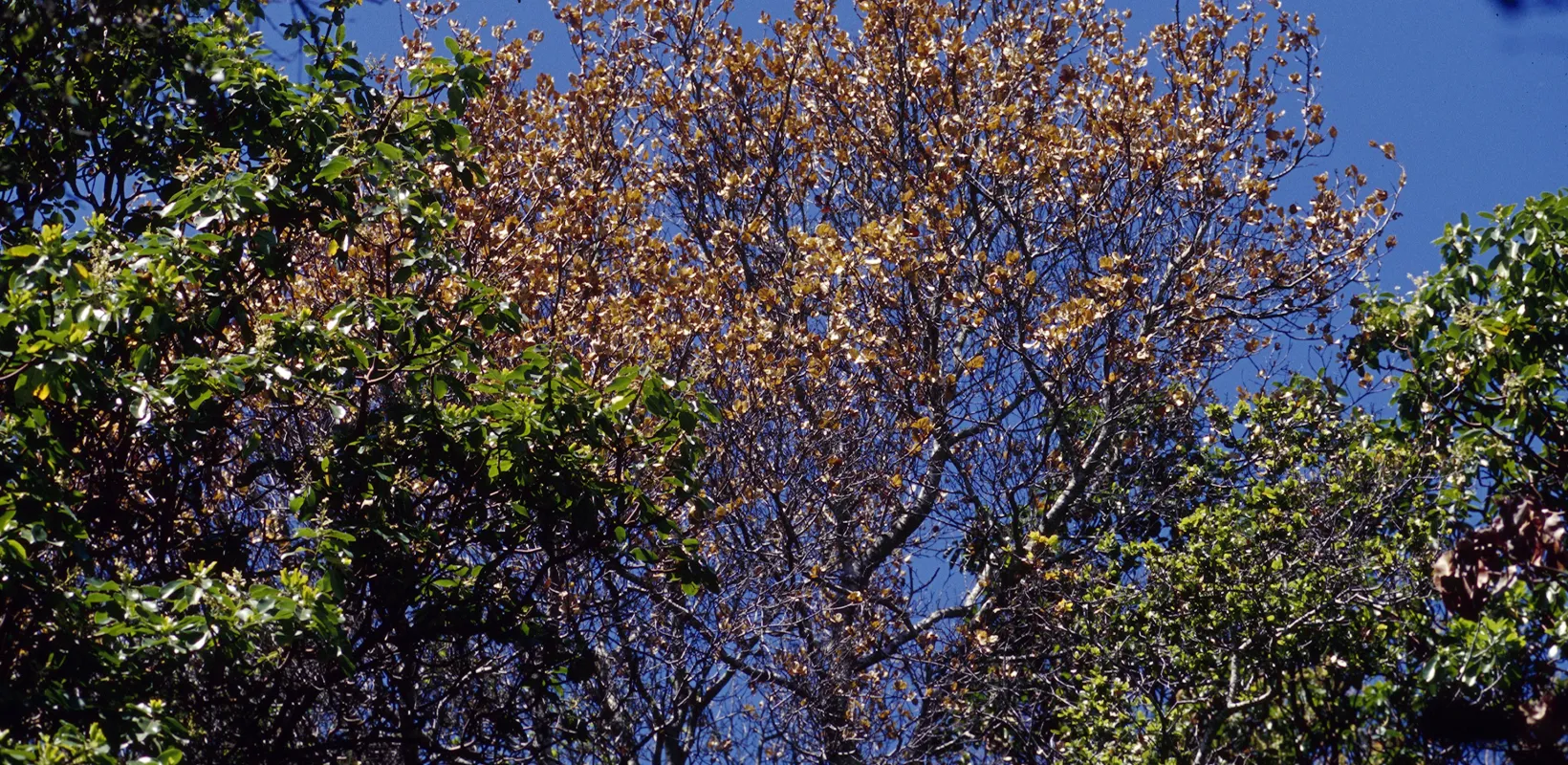 Ramorum Blight/Sudden Oak Death