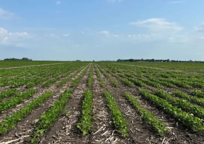 Soybean Performance Testing